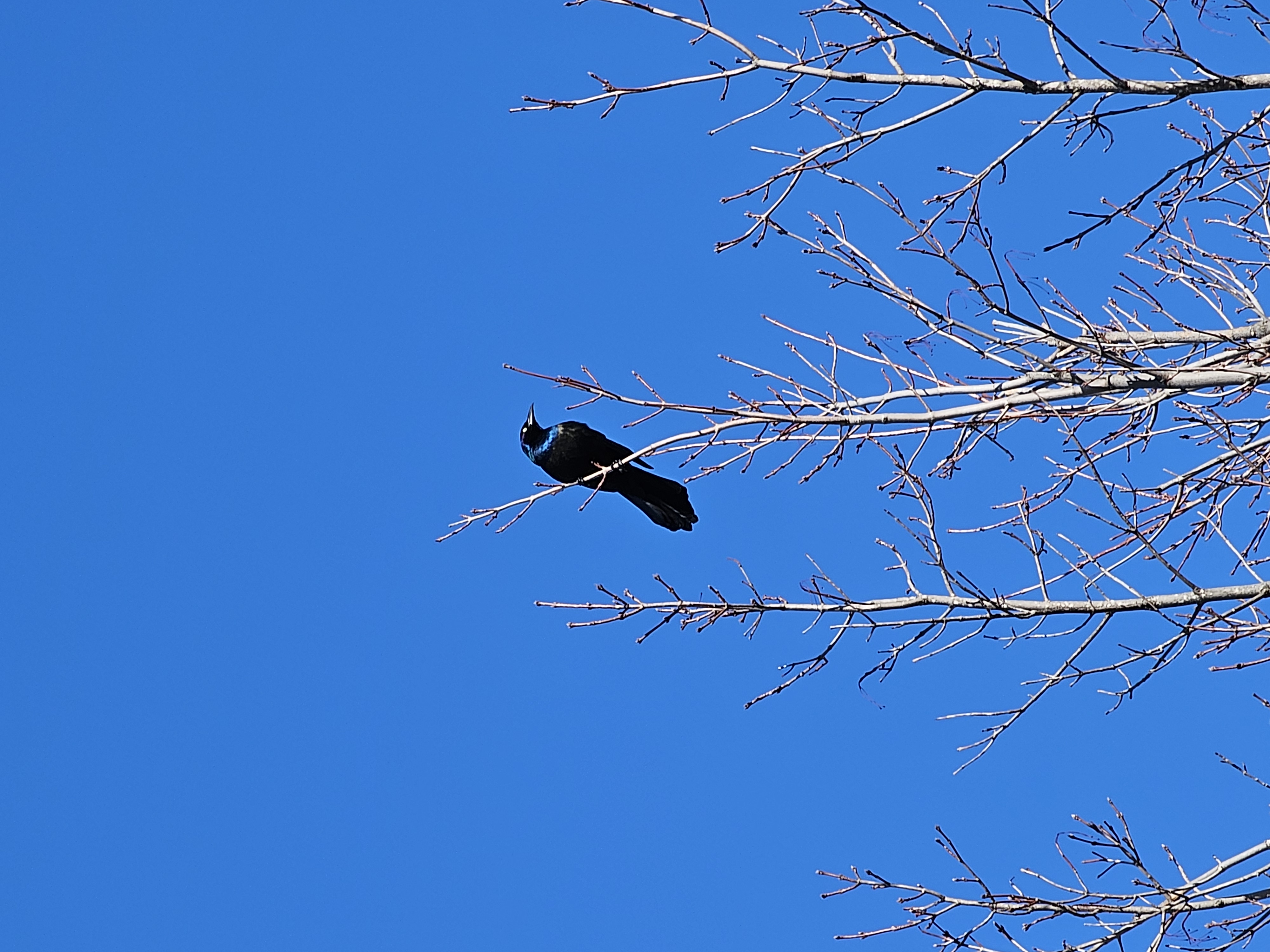 S23 Ultra Hand-Held Zoom Shots